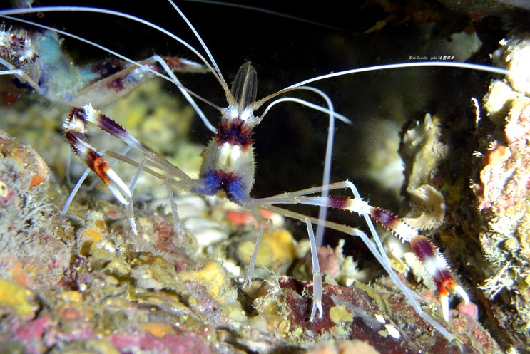청소새우.. Banded boxer shrimp : 네이버 블로그