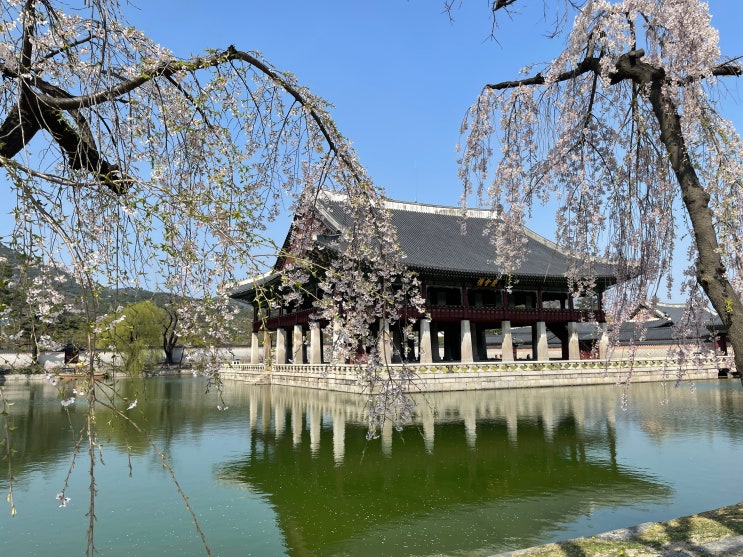 경복궁 봄꽃 풍경 경회루 수양벚꽃 향원정 봄풍경 등 서울고궁여행지 추천 네이버 블로그