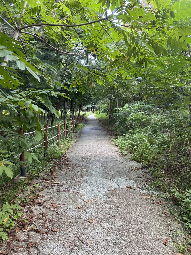 서울 걷고 싶은 길, 퇴근길 양재 시민의 숲 걷기 : 네이버 블로그