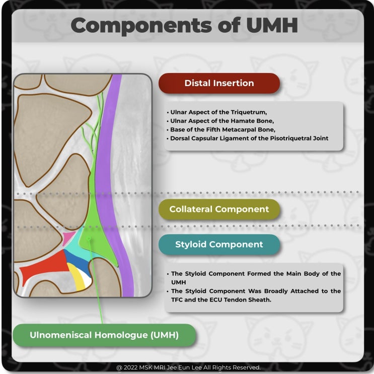 [Anatomy_18] Component of ulnomeniscal homologue, TFCC, wrist MRI : 네이버 블로그