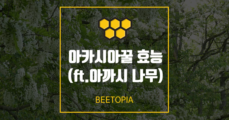 향긋한 아카시아꿀의 효능과 부작용 Ft아카시아와 아까시 차이 아카시아나무 아까시나무 꿀 효능 수입꿀 비토피아