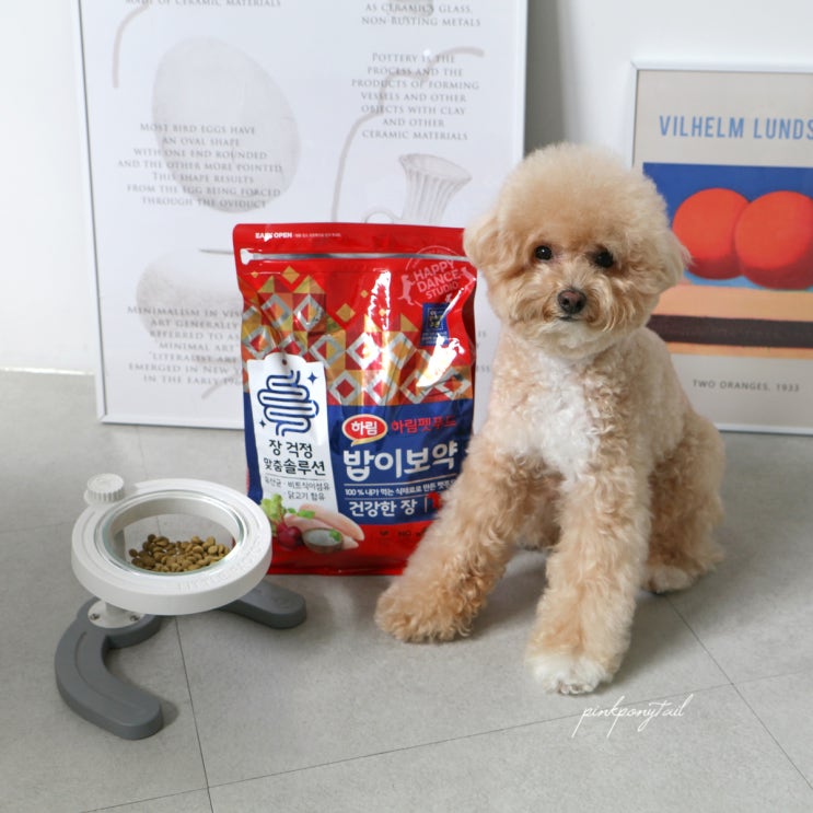 밥이보약 건강한 장, 강아지설사에 좋은 사료 추천 : 네이버 블로그