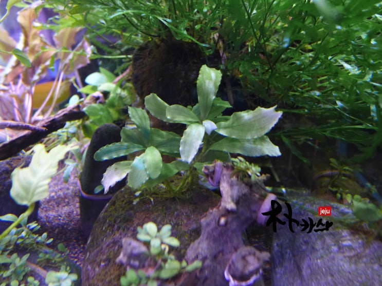 어항 수초 키우기 - 음성 수초 종류 기르기 : 네이버 블로그