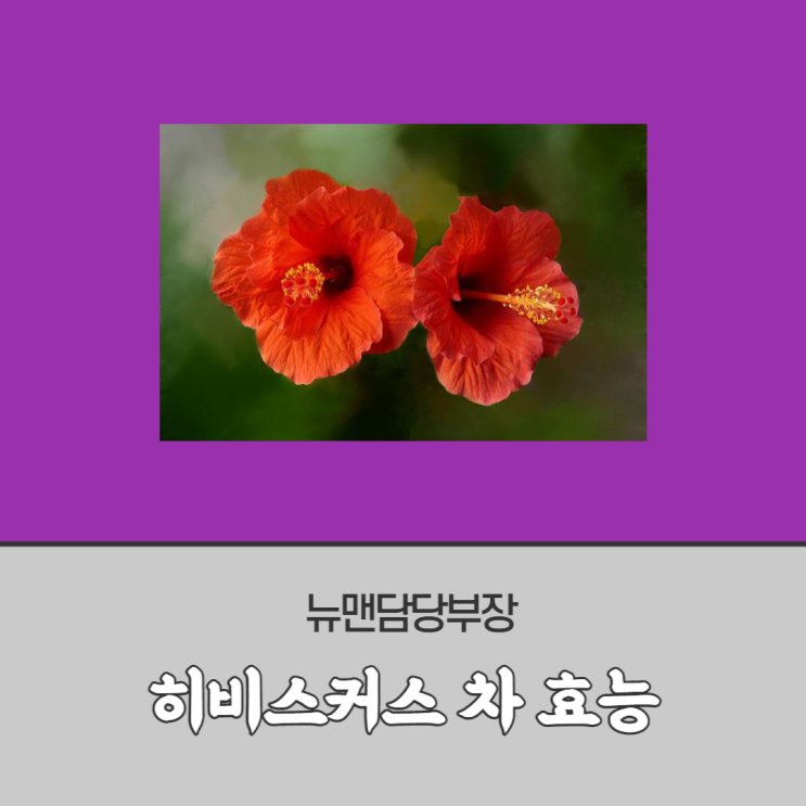 히비스커스 차 효능 및 부작용 네이버 블로그