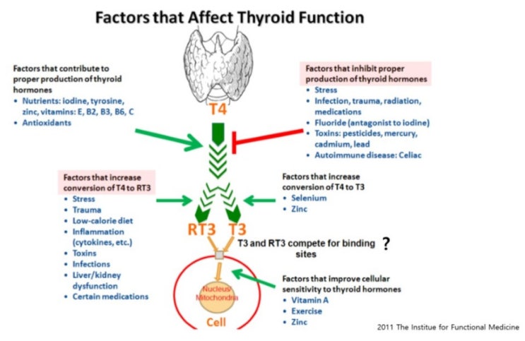 갑상선호르몬의 작용 : 저T3증후군(Low T3 syndrome), Nonthyroidal Illness Syndrome ...