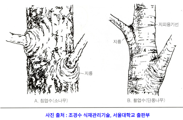 지륭[branch collar]과 지피융기선[branch bark ridge] : 네이버 블로그