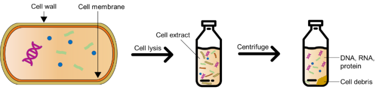 DNA 정제_1 (DNA extraction) : 네이버 블로그