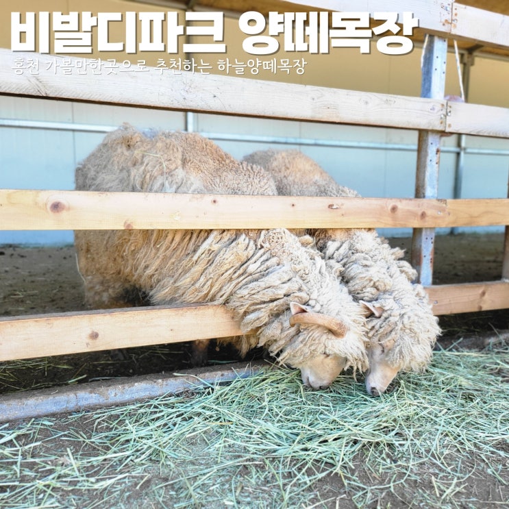 홍천 비발디파크 가볼만한곳 하늘 양떼목장 만족한 체험 후기 네이버 블로그
