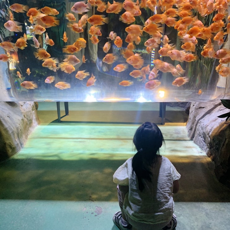 아쿠아플라넷 일산 초4 5세 아이랑 당일사용 입장권으로 다녀왔어요 모바일입장권 할인금액 And 발송시간 네이버 블로그
