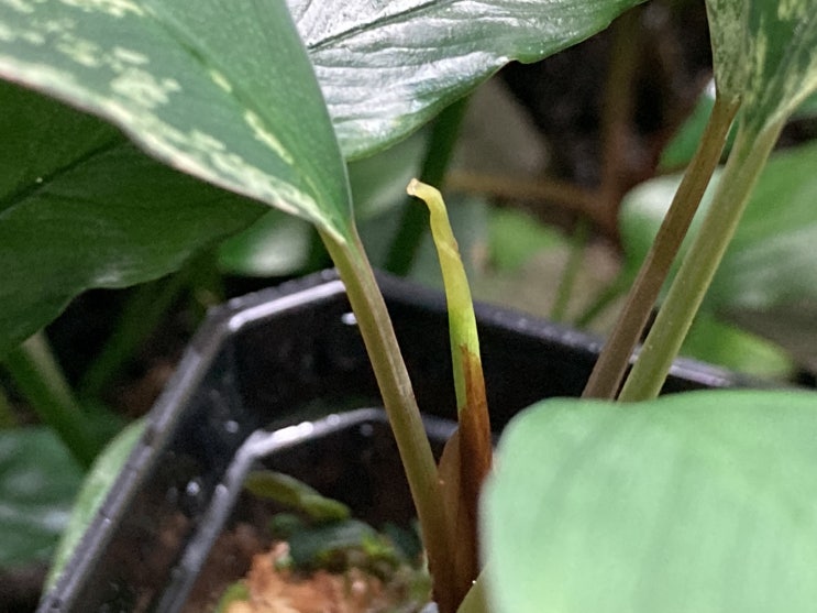 핍토스파타 sp. 바리게이트 두 번째 잎 Piptospatha sp. Variegate : 네이버 블로그