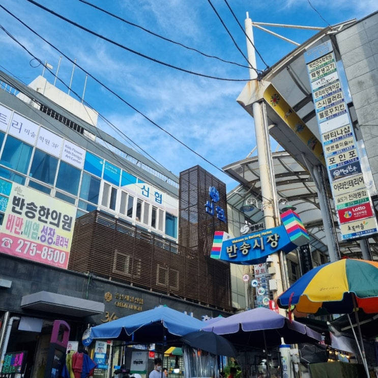 창원 횟집 반송시장 횟집 활어회 큼직하게 신선한 회 한 점 반송횟집 네이버 블로그
