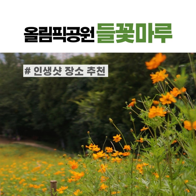 서울여행지 가볼만한 곳 올림픽공원 주차요금들꽃마루 코스모스나홀로나무 가는방법 네이버 블로그