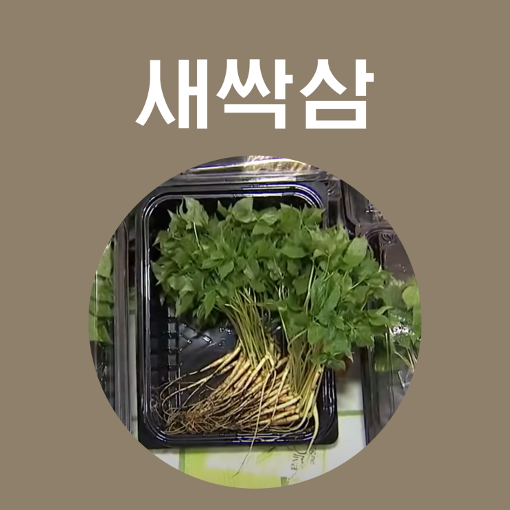 새싹삼 효능 키우기 보관 먹는 방법 새싹인삼 사포닌 항암 암에 좋은 음식 네이버 블로그