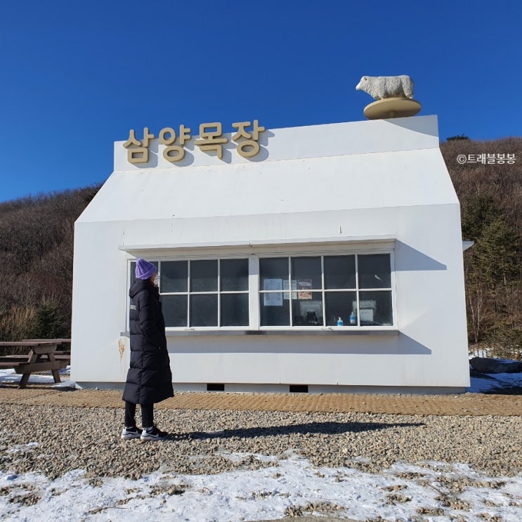 평창 대관령 삼양목장 양떼목장 드라이브스루 겨울여행 사진찍기 좋은곳 네이버 블로그