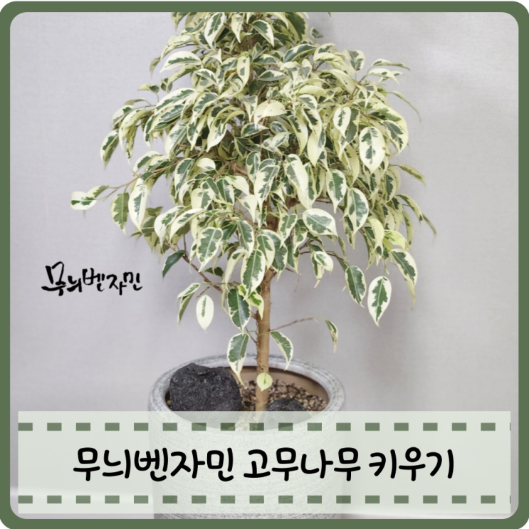무늬벤자민 고무나무 키우기 쉬운 순한 반려식물 물주기 가지치기 물꽂이 네이버 블로그