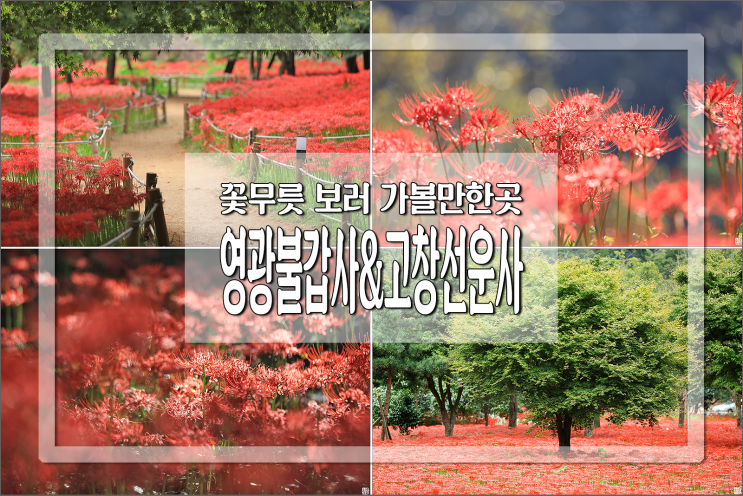 영광 불갑사 상사화축제 고창 선운사 꽃무릇 가볼만한곳 네이버 블로그