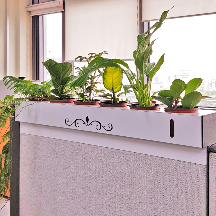 매일 똑같은 지겨운 사무실에 파티션 화분으로 변화를! (네이버스토어 & 11번가 리뷰) : 네이버 블로그