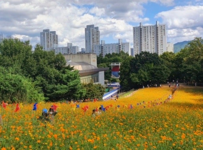 올림픽공원 들꽃마루 황화 코스모스 만개 개화 정보 서울 코스모스 명소 추천 네이버 블로그
