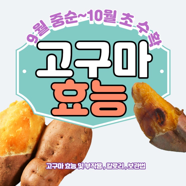 고구마 효능 및 부작용 칼로리 보관법 네이버 블로그