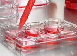 세포 배양 실험 세포 시딩 (Cell Seeding) : 네이버 블로그