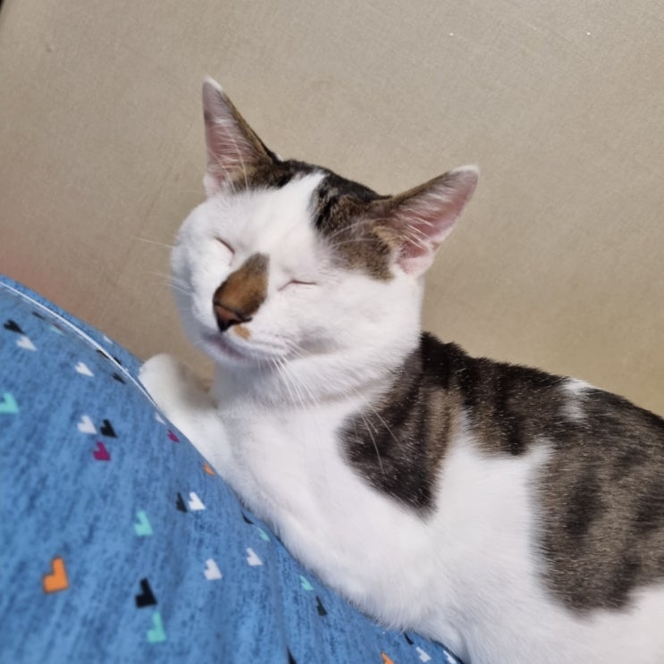 지금에서야 써보는 자취꿀팁 : 네이버 블로그