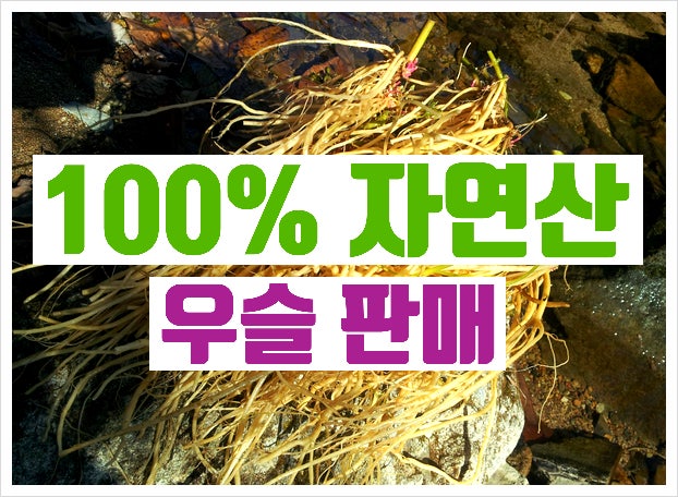 우슬즙 효능 자연산 우슬 차 먹는법 우슬 부작용 네이버 블로그