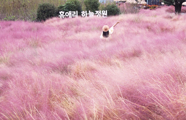 제주도 핑크뮬리 명소 제주 휴애리 자연생활공원 제발 가세요 네이버 블로그