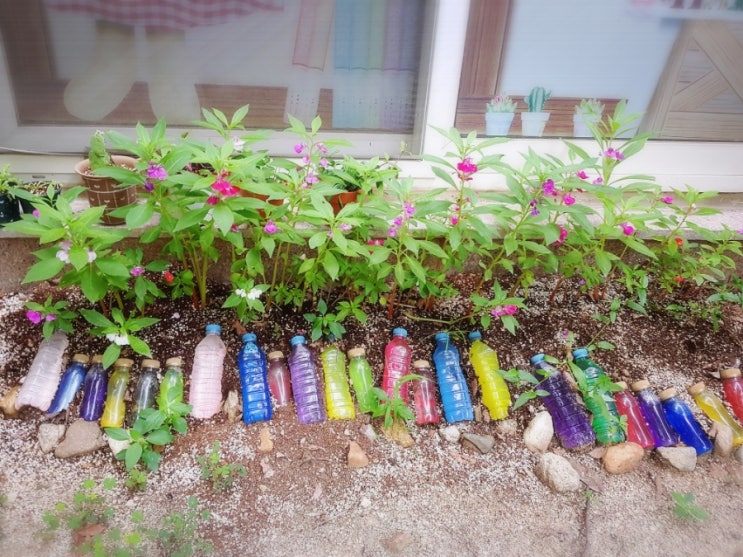 [9월 자연사랑꼬마농부] 봉선화/봉숭아 오감놀이 : 네이버 블로그