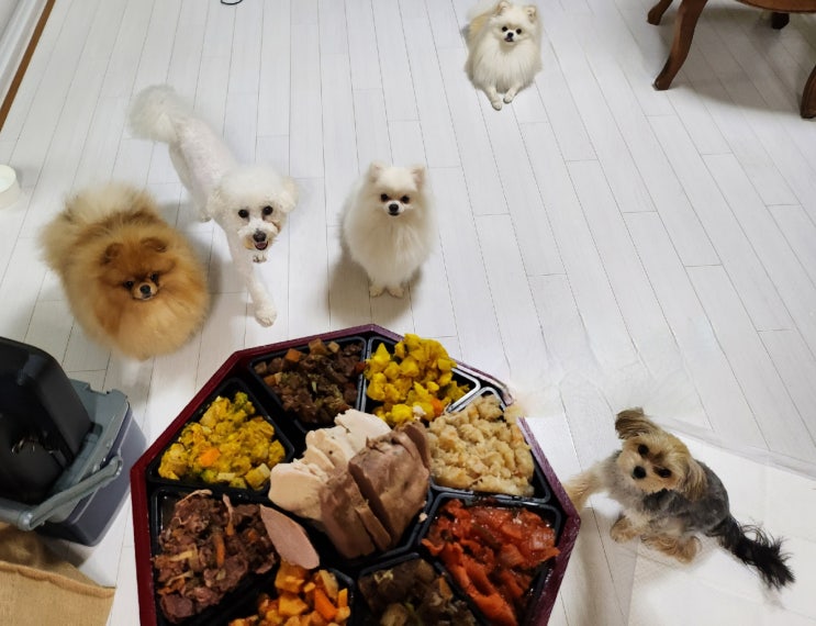 내돈내산 추석연휴 애견동반여행 경기광주 퇴촌 정온펜션 찐후기 네이버 블로그