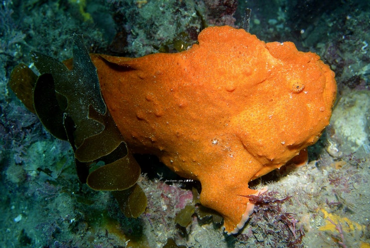 씬벵이.. Sargassum fish.. frog fish.. Angler fish : 네이버 블로그