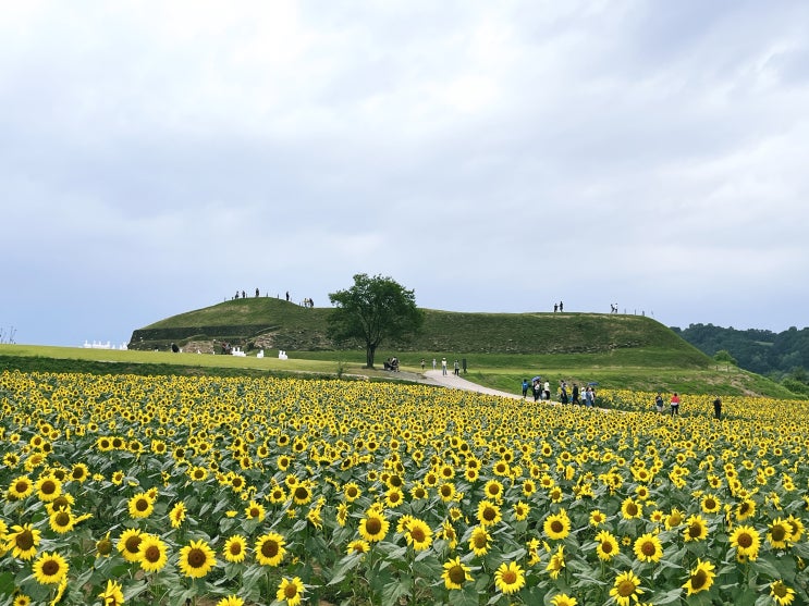 경기 연천 여행지 호로고루 연천장남 통일바라기 축제 서울과 파주 근교 해바라기와 코스모스 꽃밭 구경 가볼만한곳 광개토대왕릉비가