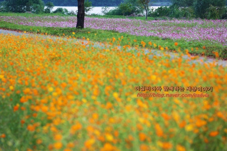 9월에 가볼만한곳 가을 여행지 핑크뮬리 외 경기도 꽃구경 여행 여주 당남리섬 네이버 블로그