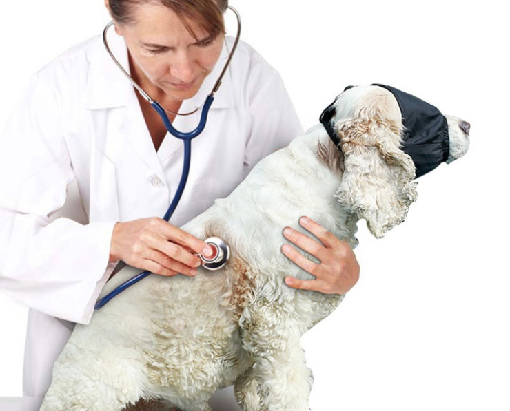 세나개 카밍캡 썬더캡 강아지 불안 안대 눈가리개 Calming cap : 네이버 블로그