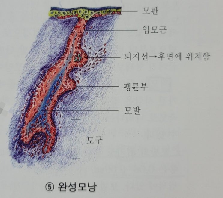 모발과학 모발은 어떻게 생겨나는걸까 모발의 발생 모발의 역할 대학교 전공서적 펼치기 네이버 블로그