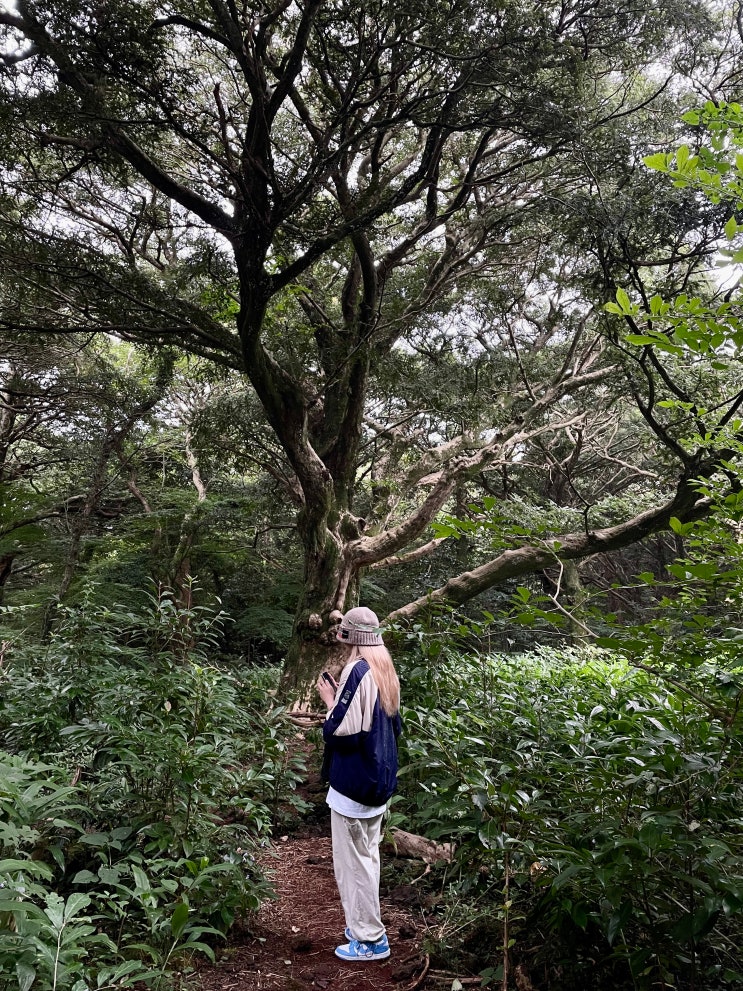 제주도 천년의 숲 '비자림' 800년 넘은 새천년 비자나무, 연리목🌳/ #제주한달살기 🍊 : 네이버 블로그