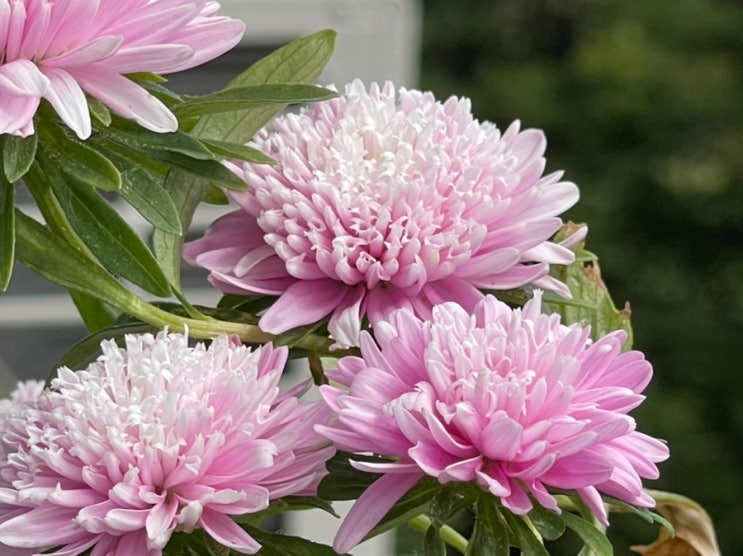 China Aster Matador Mix : 네이버 블로그