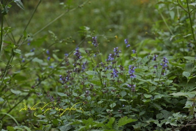 산박하(Isodon inflexus (Thunb.) Kudô) : 네이버 블로그