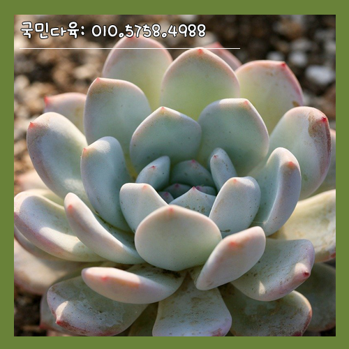 시흥 국민이 궁민이 국민다육이 파는곳(국민다육 이름 종류 등) 안내~ : 네이버 블로그