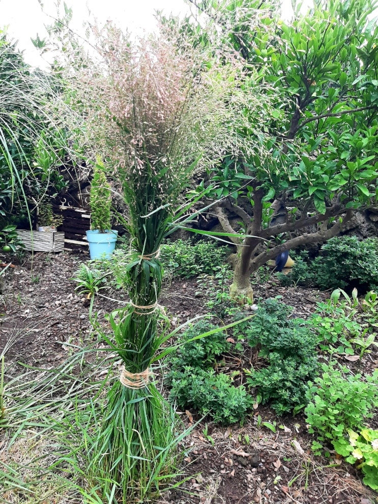 비르가툼 파니쿰 (Panicum virgatum L.) 헤비메탈(P.virgatum) 'Heavy Metal' 그라스 심다 ...