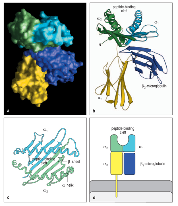 MHC class 1,2(major histocompatibillity complex) : 네이버 블로그