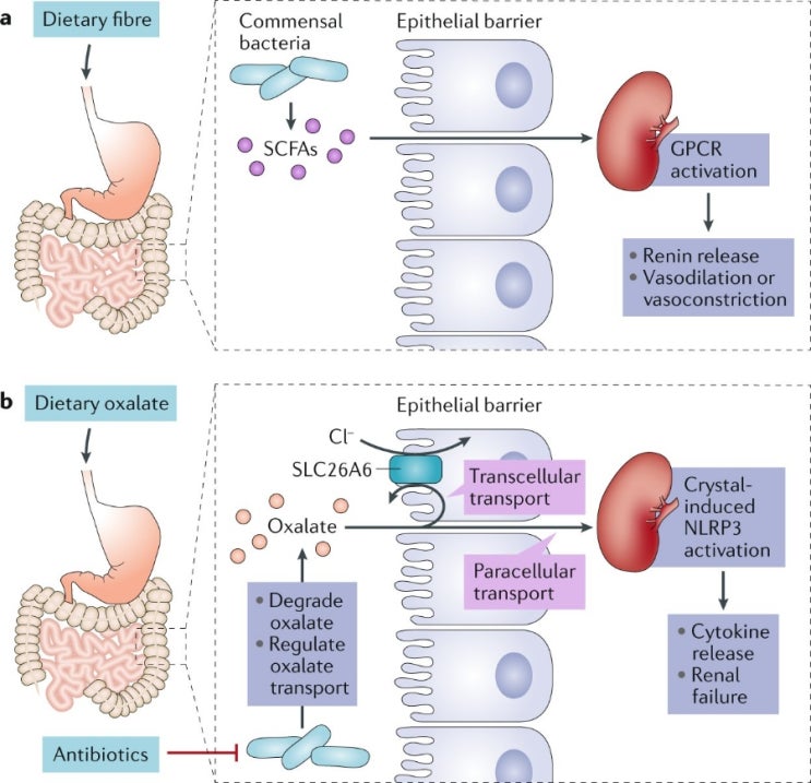 수신증 치료 방법 수신증 증상 원인 및 신장에 좋은 음식 : 네이버 블로그