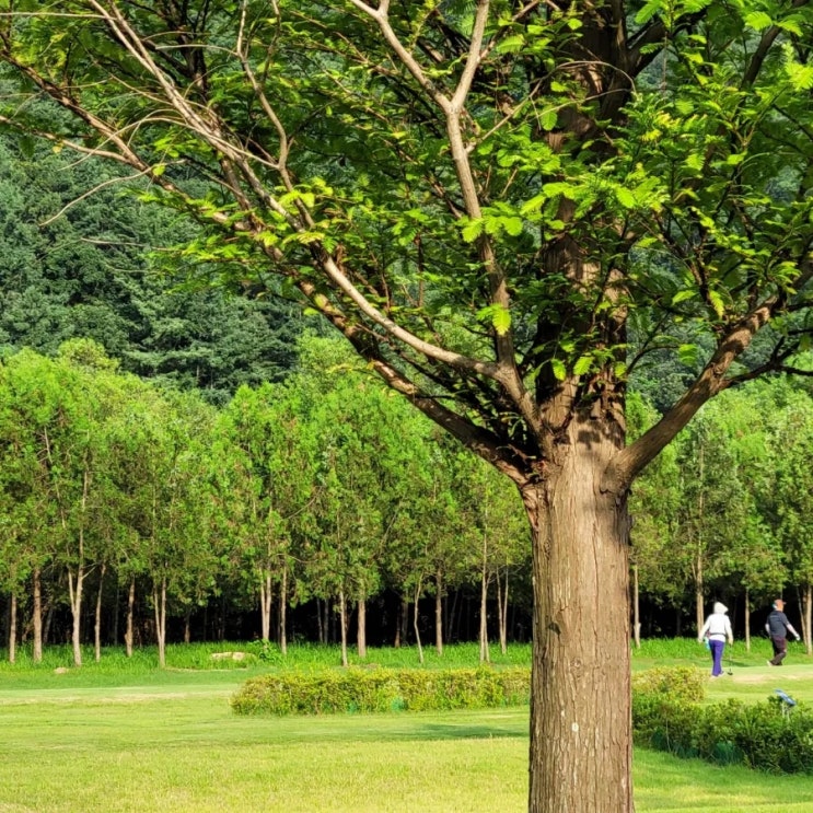 화천 산천어파크골프장 : 네이버 블로그