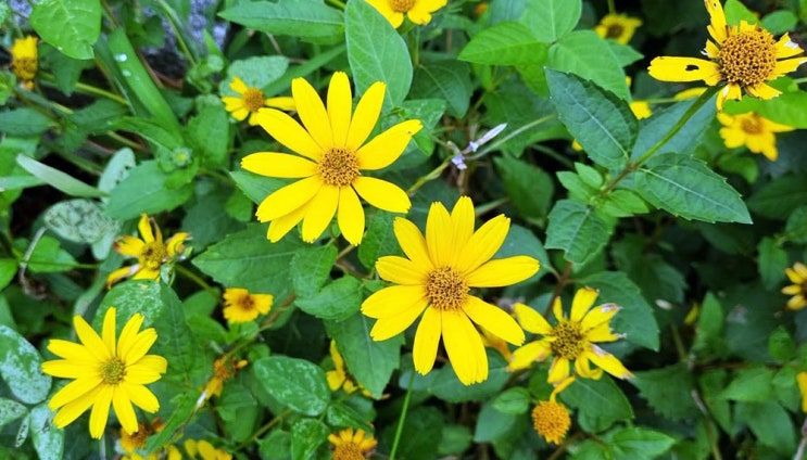 국화를 닮은 노란꽃... : 네이버 블로그