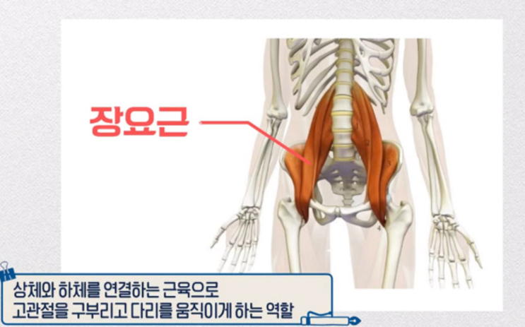 경기광주필라테스 경기광주피티 운동정보 허리골반 통증 완화 시켜주는 장요근 및 스트레칭 운동 네이버 블로그