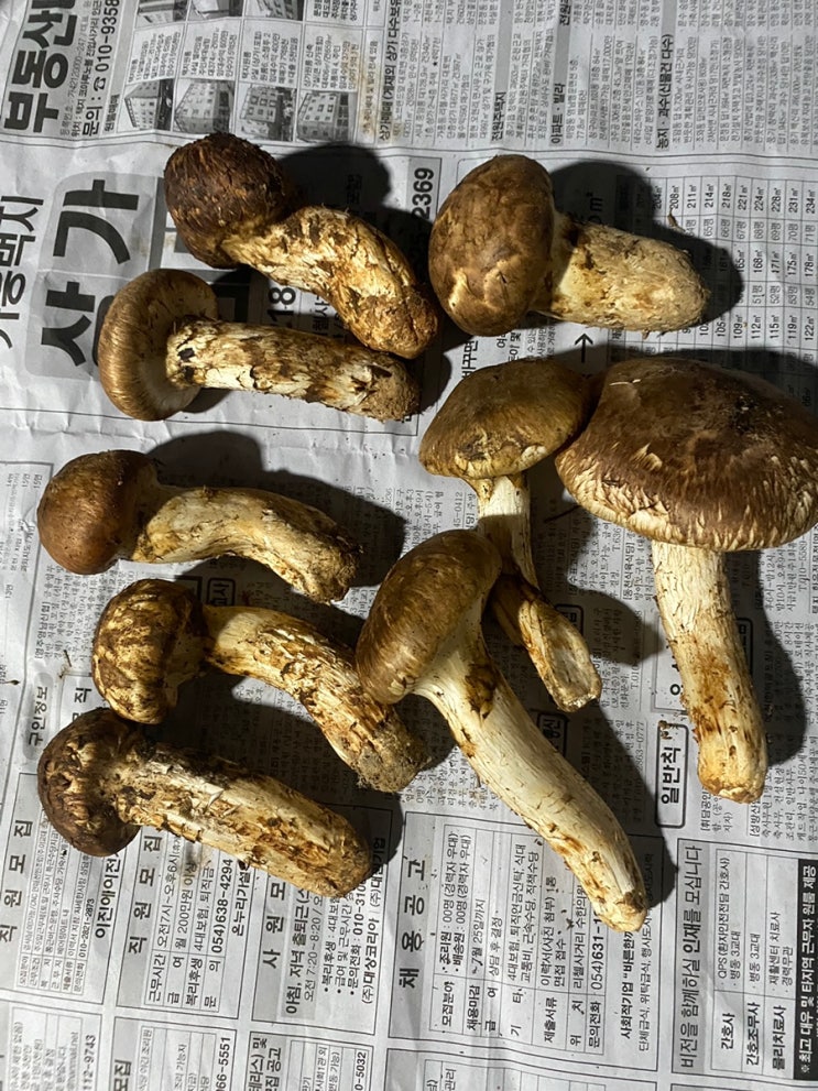 자연산 능이버섯 송이버섯 산행을 다녀왔습니다 자연인의 능이버섯 산행 송이버섯 산행 일지 네이버 블로그