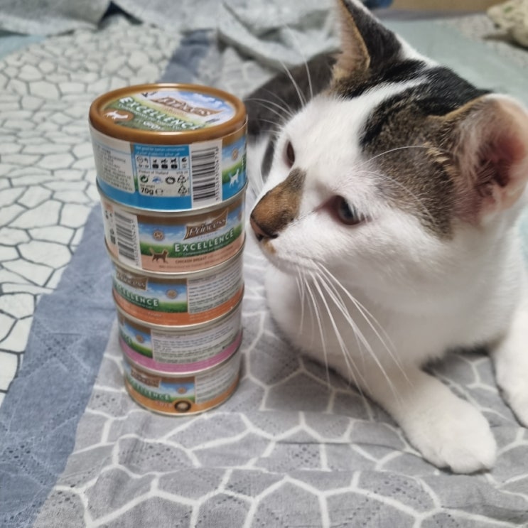 기호성 좋은 프린세스 캔 한방펫 프린세스 주식캔 리뷰 : 네이버 블로그