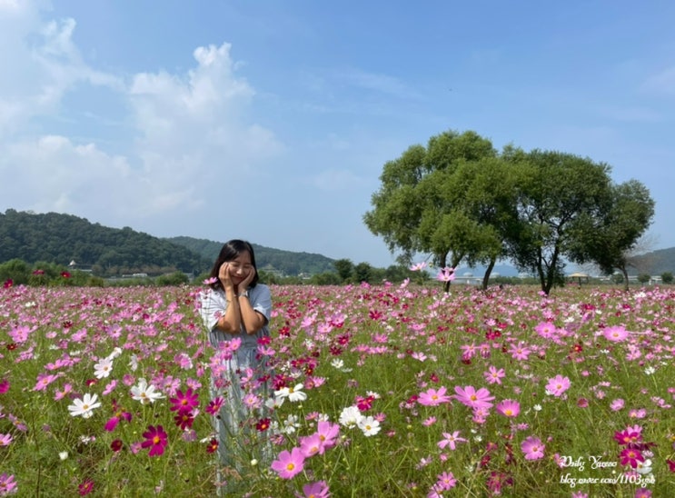여주 당남리섬 코스모스 핑크뮬리 서울 근교여행 경기도 꽃구경 가볼만한곳 네이버 블로그