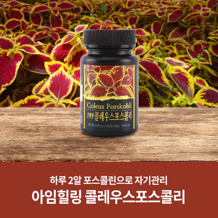 인도 아유르베다 속 콜레우스코포스콜리 영양성분 포스콜린 효능 부작용 바로알기 아임힐링 간편한 콜레우스포스콜리 네이버 블로그