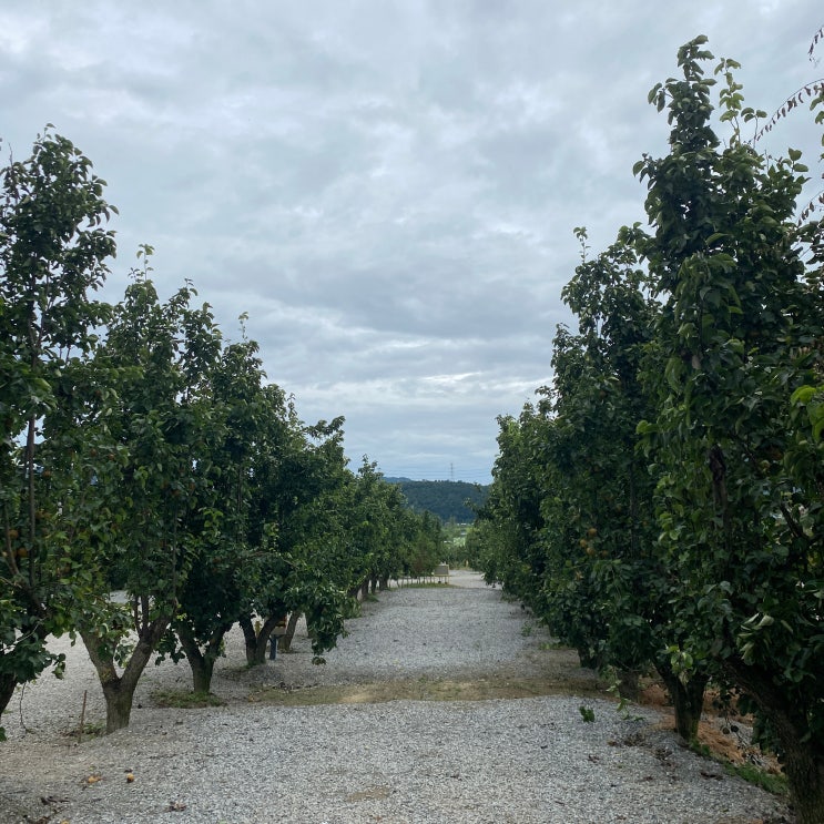 캠핑기록 #4 리얼 배밭 과수원'충남예산 팜앤투어 캠핑장' : 네이버 블로그