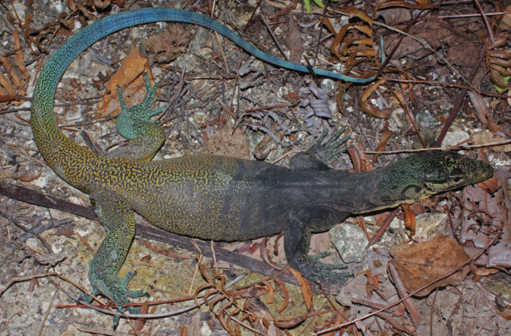 Varanus yuwonoi (유어노이 모니터) : 네이버 블로그